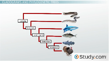 Cladograms and Phylogenetic Trees: Evolution Classifications - Video ...