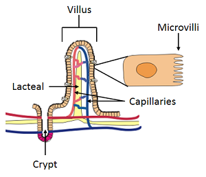 Villi: Function, Definition & Structure - Video & Lesson Transcript | Study.com