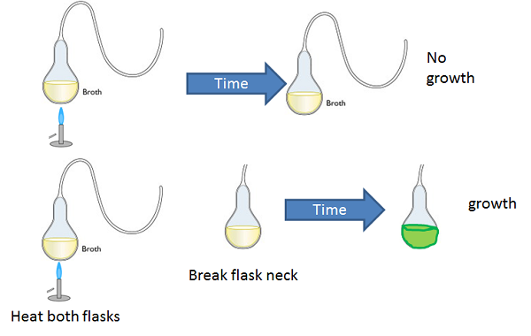 Louis Pasteur: Experiments, Contribution & Theory | Study.com