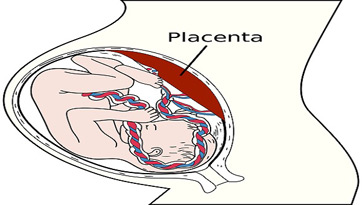 What Is the Placenta? - Definition, Development & Function | Study.com