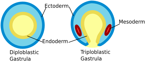 Ectoderm Layer: Definition & Derivatives | Study.com