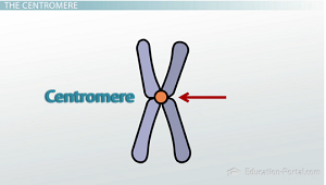 Centromere Diagram