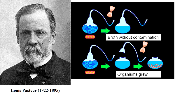 Spontaneous Generation: Definition, Theory & Examples | Study.com