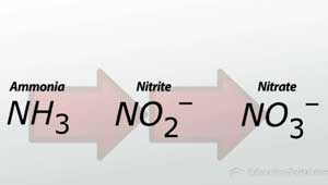 Nitrification Equation