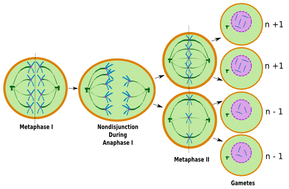 Nondisjunction in Meiosis: Definition & Examples - Video & Lesson ...