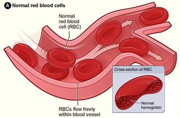What Are Erythrocytes? - Definition & Function | Study.com