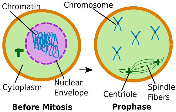 What Is Cell Division? - Stages & Process | Study.com