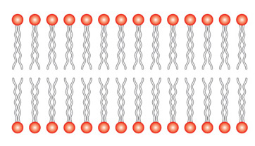 Lipid Bilayer: Definition, Structure & Function - Video & Lesson ...