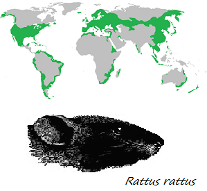 What Is an Introduced Species? - Definition, Effects & Examples | Study.com