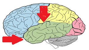 Temporal Lobe: Definition & Functions - Video & Lesson Transcript ...
