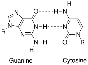 How Many Bonds Are Between Cytosine and Guanine? | Reference.com