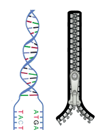 Complementary Base Pairing: Definition, Lesson & Quiz | Study.com