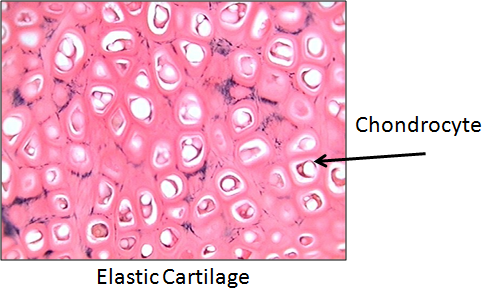 Chondrocytes: Definition, Function & Quiz | Study.com