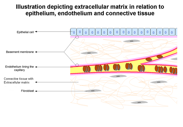 Extracellular Matrix: Function, Components & Definition | Study.com