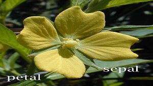 Flower Sepals: Function, Definition & Quiz | Study.com