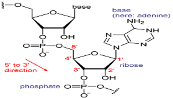 What is Ribose? - Structure, Overview - Video & Lesson Transcript ...