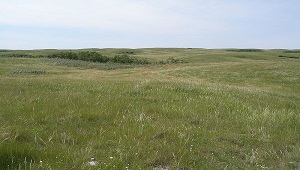 Temperate grassland at emaze Presentation