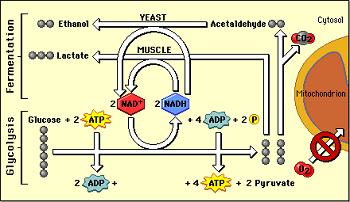 Alcoholic Fermentation In Yeast