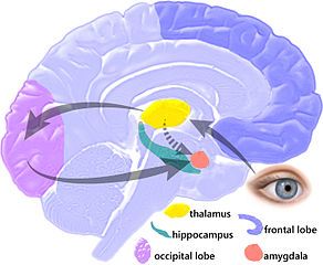 The Amygdala: Definition, Role & Function - Video & Lesson Transcript ...