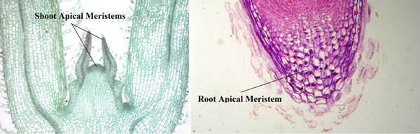 Plant Meristem: Definition & Function | Study.com
