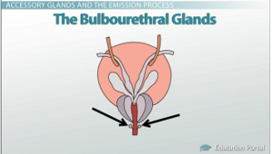 Sperm's Journey from the Testes to Urethral Orifice - Video & Lesson ...