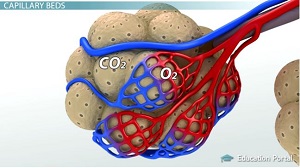 Major Blood Vessels Between the Heart and Lungs: Pulmonary Trunk ...
