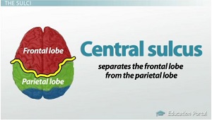 Gross Anatomy of the Human Brain: Major Anatomical Structures and ...