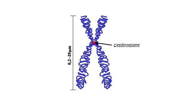 Centromere Diagram