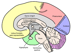 Sistine Chapel Creation Of Adam Brain