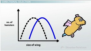 Natural Selection: Definition, Types & Examples - Video & Lesson ...