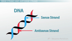 Transcription of Messenger RNA (mRNA) from DNA - Video & Lesson ...