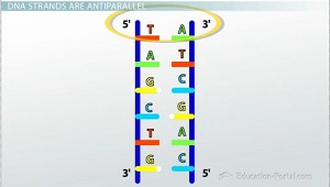 DNA: Adenine, Guanine, Cytosine, Thymine & Complementary Base Pairing ...