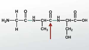 Proteins II: Amino Acids, Polymerization and Peptide Bonds - Video ...