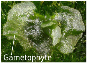 Gametophyte: Definition & Explanation - Video & Lesson Transcript ...
