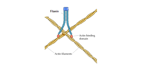 Domains - Larsen Syndrome and the FLNB Gene