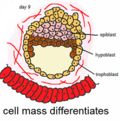 Inner Cell Mass (ICM): Definition & Function | Study.com
