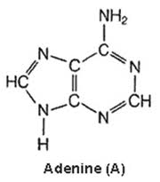 Adenine: Structure, Lesson & Quiz | Study.com
