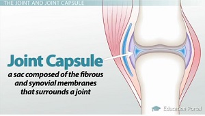 Joints: Structure and Functions - Video & Lesson Transcript | Study.com