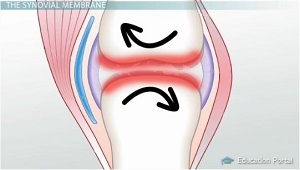 Joints: Structure and Functions - Video & Lesson Transcript | Study.com