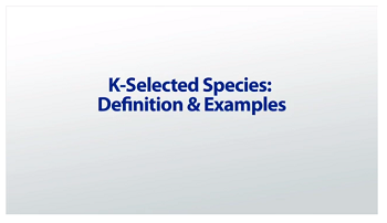Elephants K Selected Species