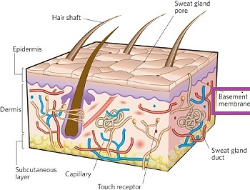 Basement Membrane: Function, Definition & Structure | Study.com