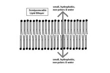 Semipermeable Membrane: Definition & Overview | Study.com