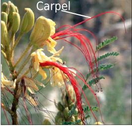 Gynoecium: Definition & Concept | Study.com