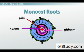 Primary Root Tissue, Root Hairs and the Plant Vascular Cylinder - Video ...