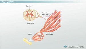 How Motor Unit Summation Develops Muscle Tension - Video & Lesson ...