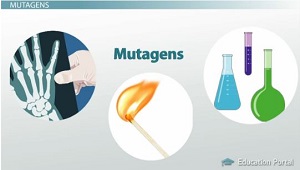 Mutagen Examples