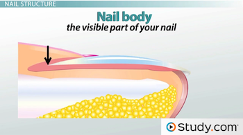 The Integumentary System Accessory Structures: Nails - Video & Lesson ...