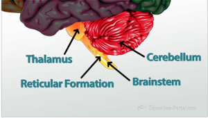 Parts of the Brain - Video & Lesson Transcript | Study.com