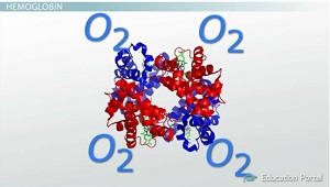 Gas Transport: Oxygen and Hemoglobin - Video & Lesson Transcript ...