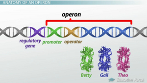 How An Operon Controls Transcription in a Prokaryotic Cell - Video ...